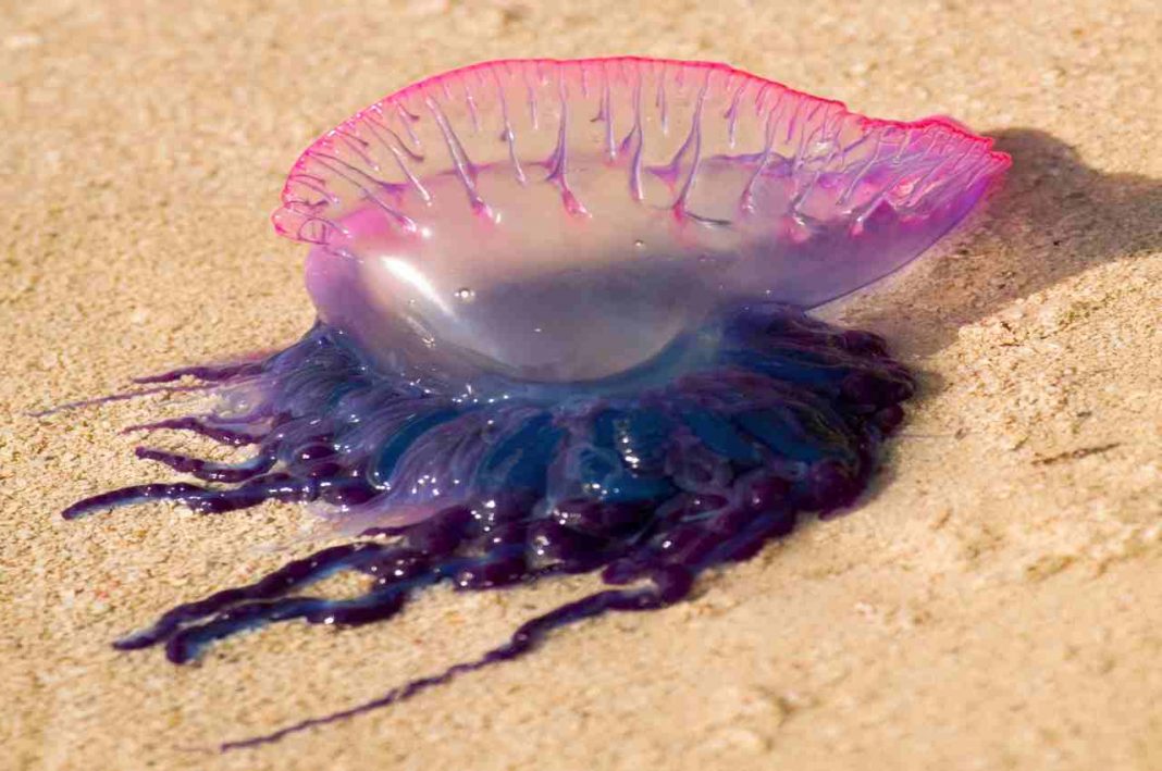 La Caravella Portoghese ora popola anche i nostri Mari, una donna di 68 ...