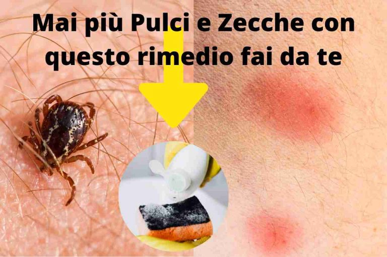 Eliminare Pulci e Zecche con metodi semplici: mai più punture dolorose ...