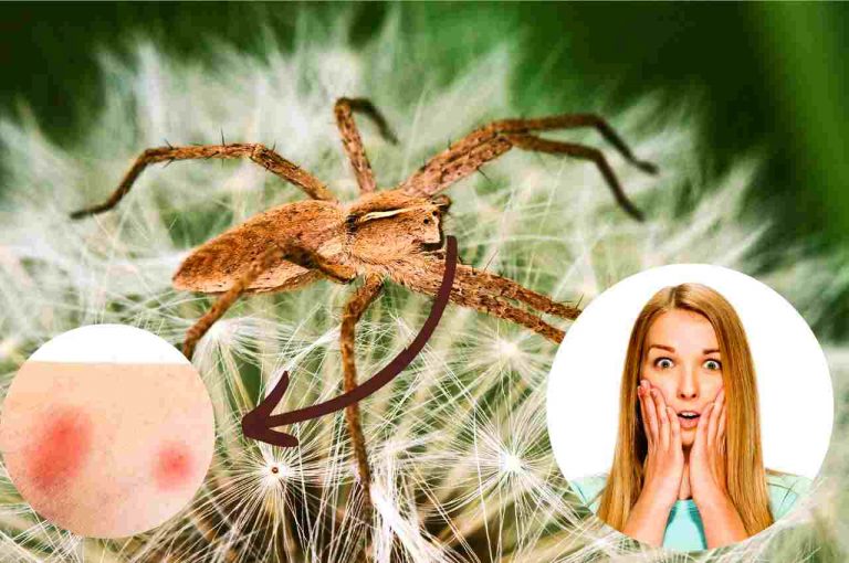 In aumento morsi da Ragno Violino, massima allerta in Italia, ecco a ...