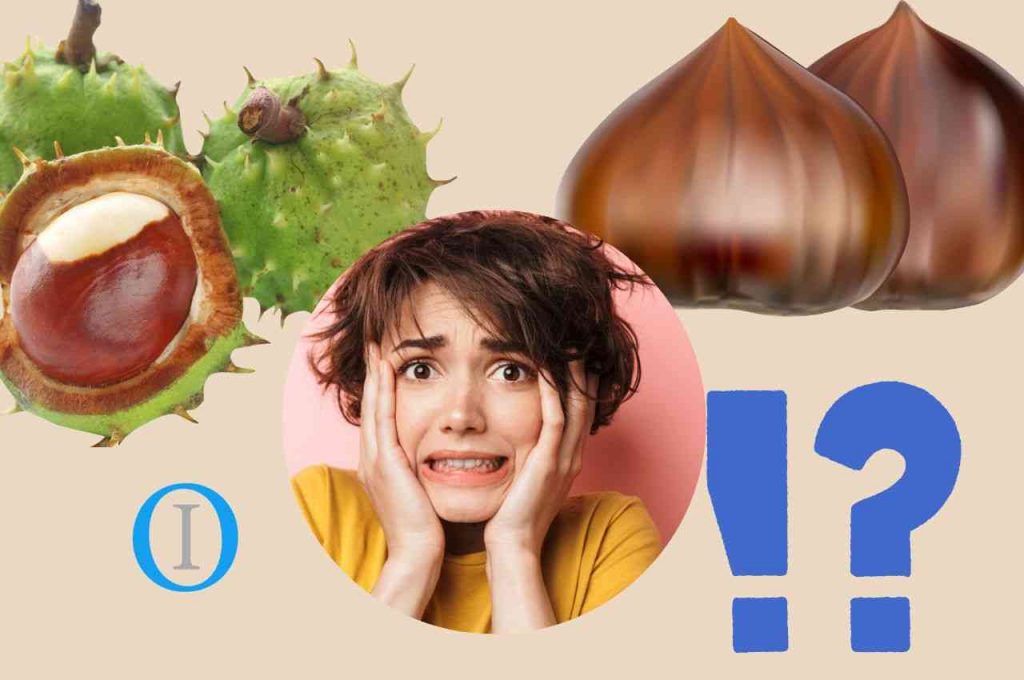 Cosa sono le castagne matte e perché dovresti starne subito alla larga!