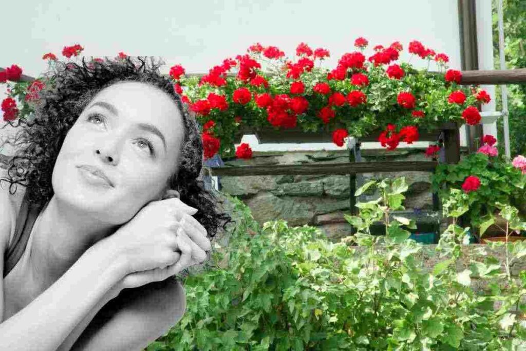 Il geranio in montagna per abbellire terrazzi e giardini: i consigli ...